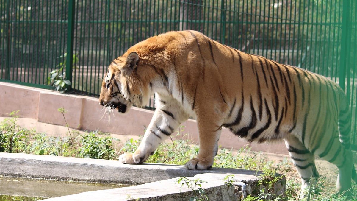 Amidst rising mercury, here's what the Lucknow Zoo authorities are ...