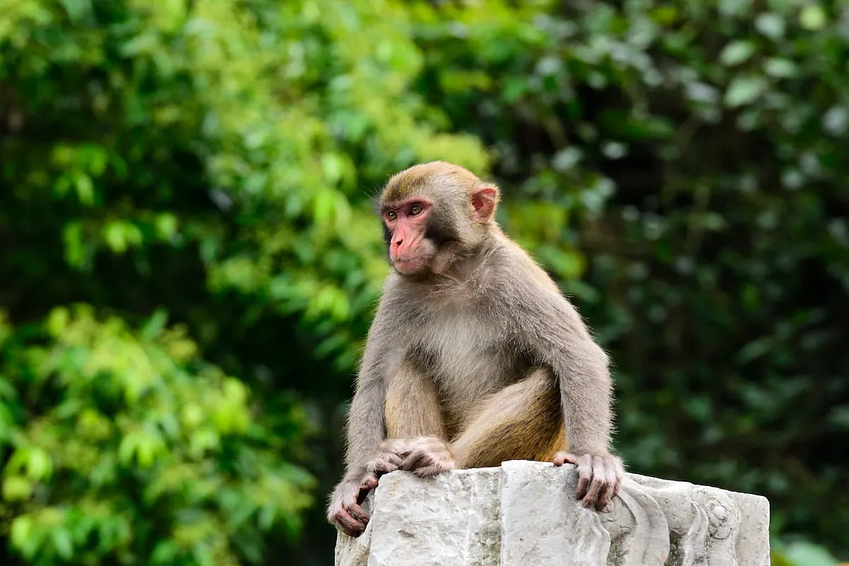 Lucknow authorities to set up 'Vanar Vans' for monkey conservation