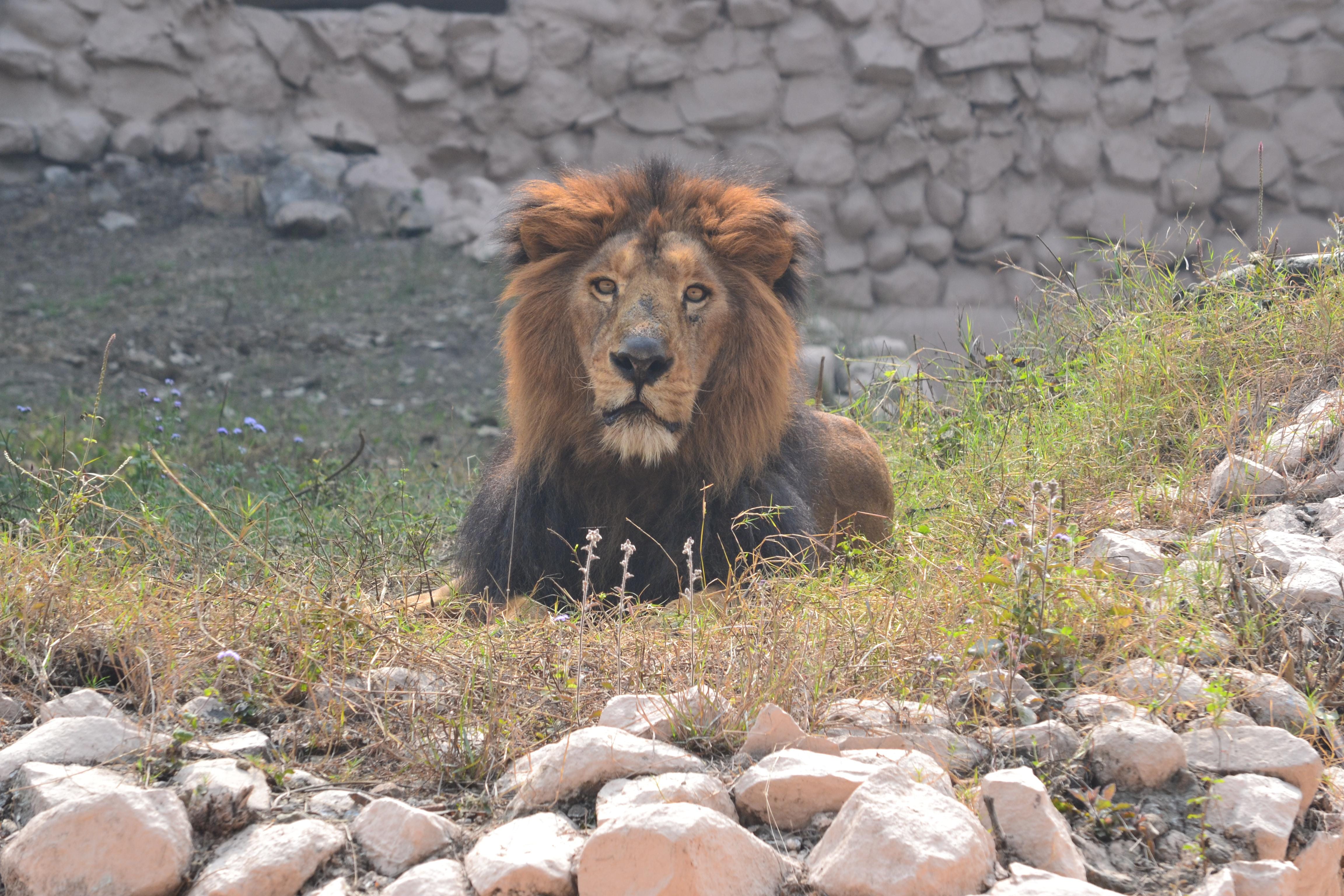 25 Lucknow zoo animals get adopted in an initiative taken by its new ...