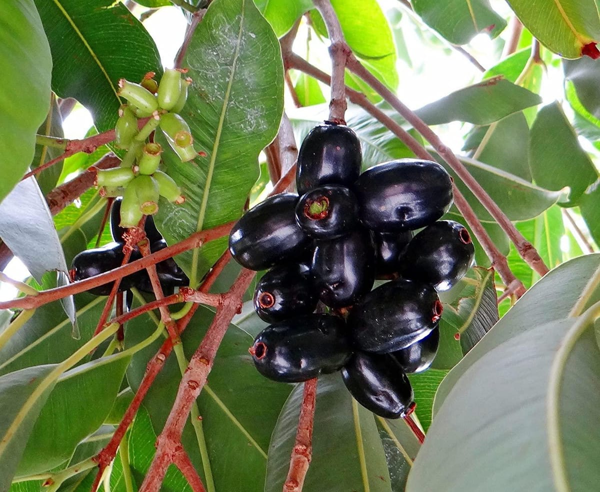 New Variety Of Jamun New Variety Of Jamun