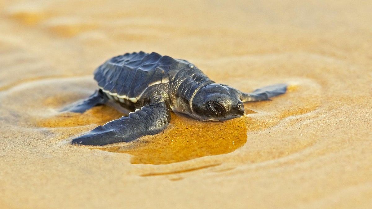 Olive Ridley nesting season witnessed laying of more than 3,800 eggs at ...