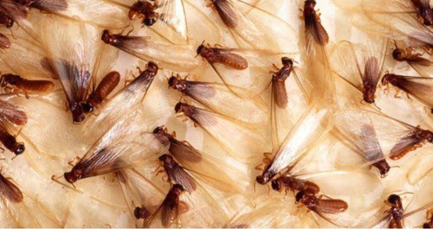 Interesting facts you need to know about flying termites (Aku)