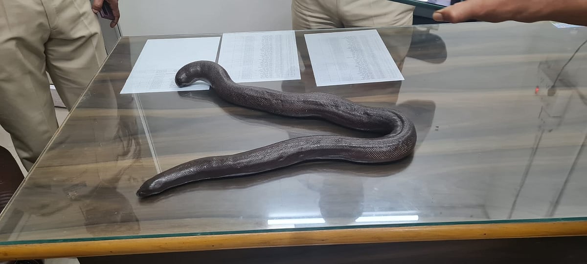 DCP Skod shackles a gang selling 70 lakh Mandul snake for black magic