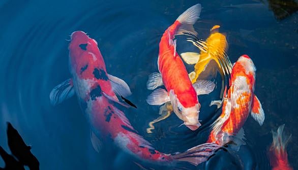koi fish evaluation in japan tamil history