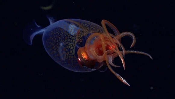 Colossal squid video scientist shocked