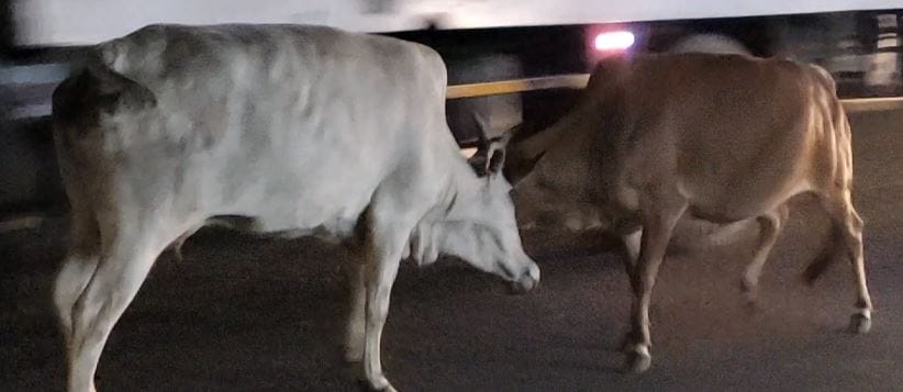 Cows fighting aggressively in Centre of roads