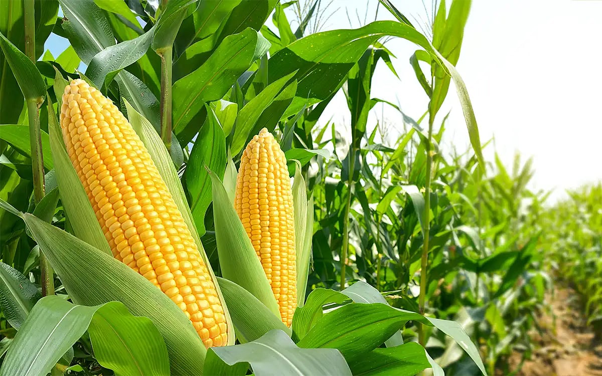 Do you know what are the benefits from eating corn?