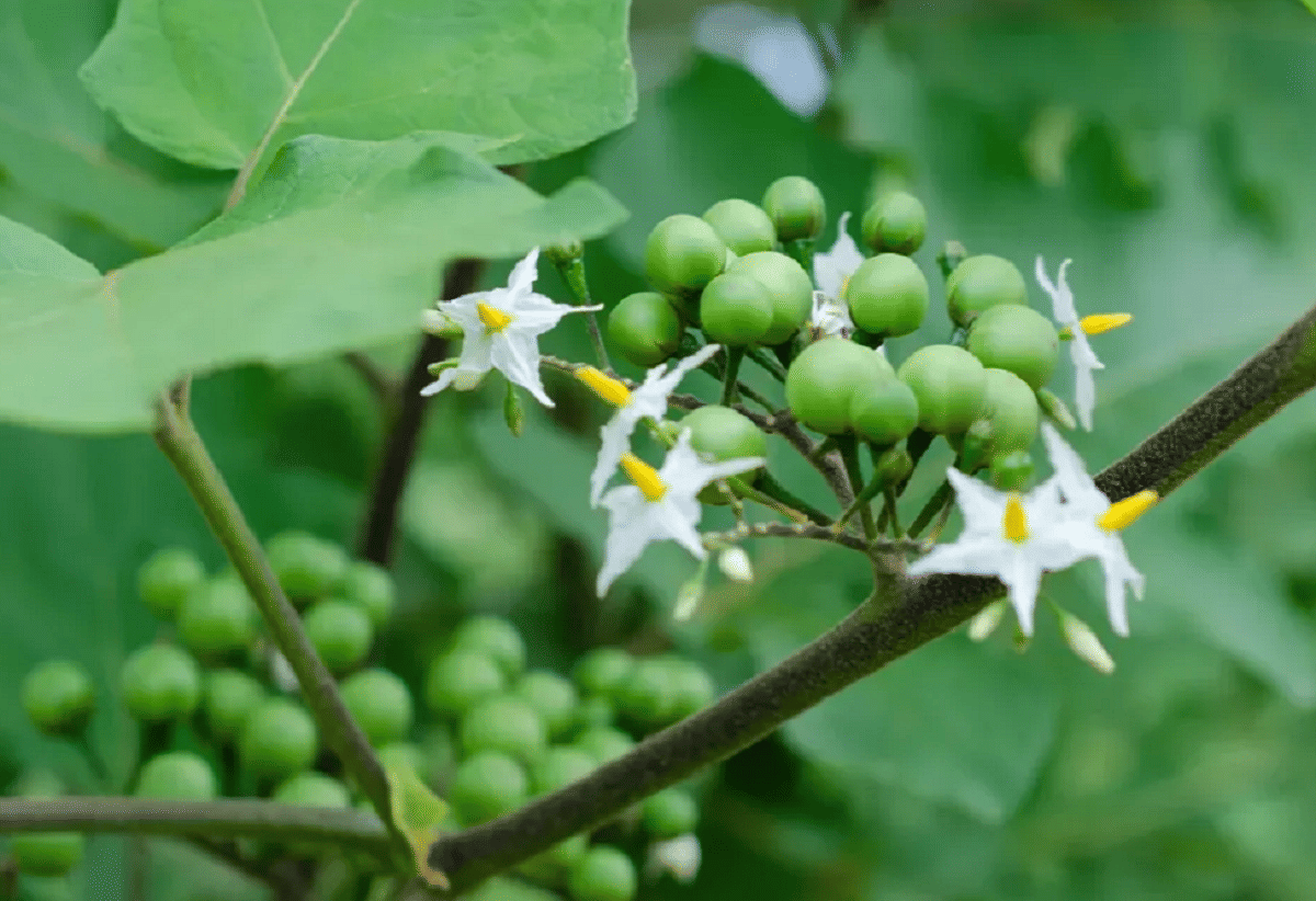 sundakkai or turkey berry health benefits