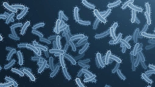 New DNA Analysis Provides First Accurate Tuberculosis Genome