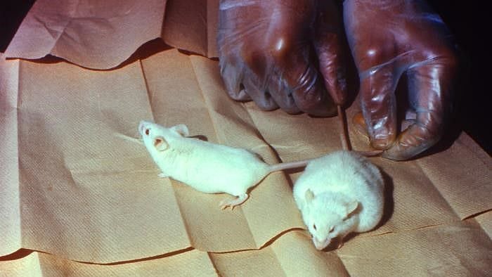 Researchers engineer first sustainable chromosome changes in mice