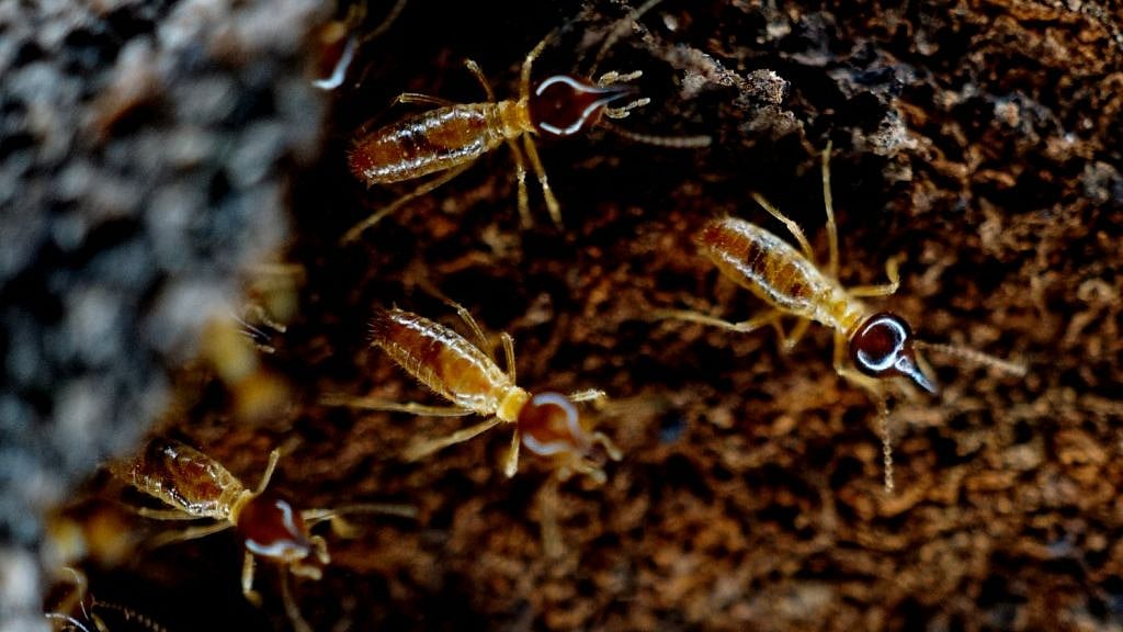 Are termites a disturbance for the ecosystem?