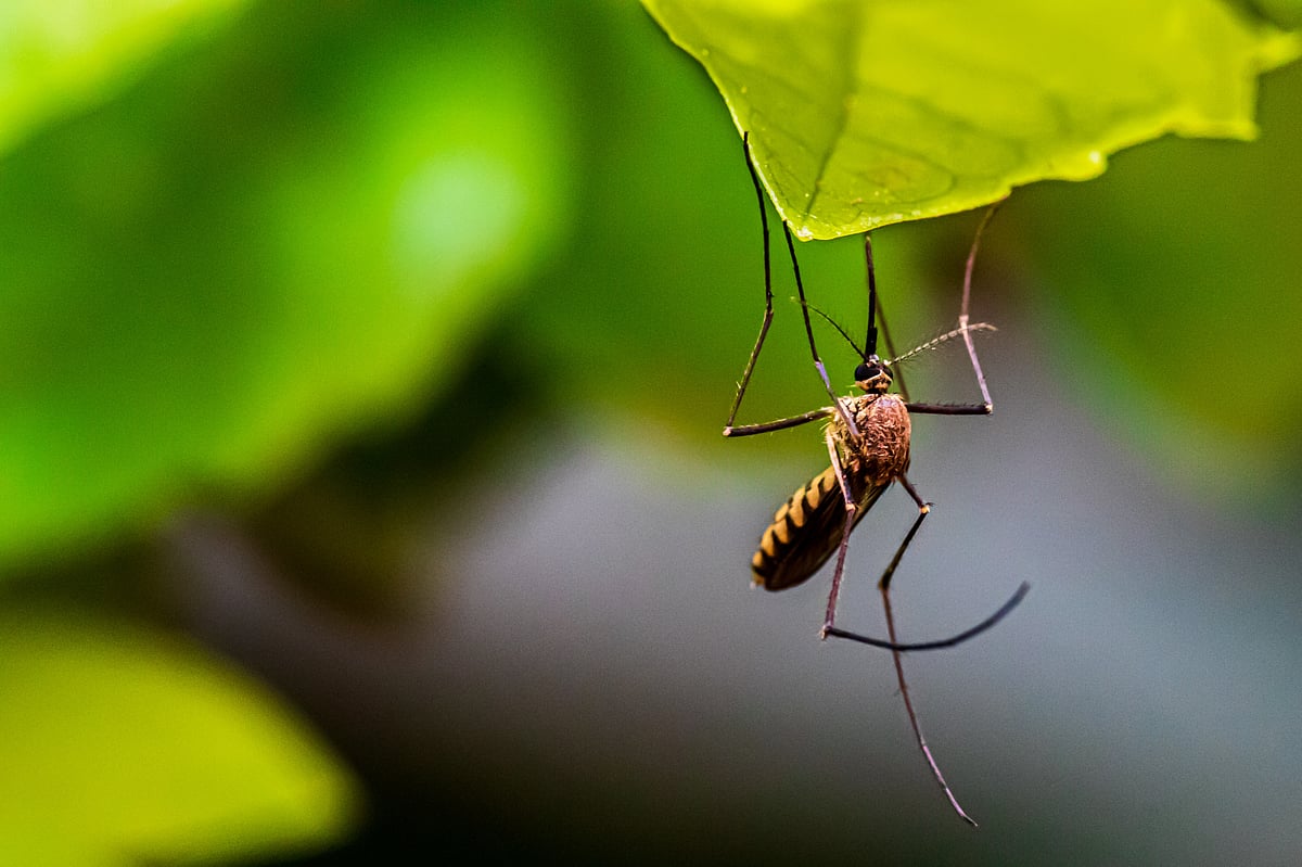 Australia Flooding Heightens Risk of Mosquito-Borne Diseases