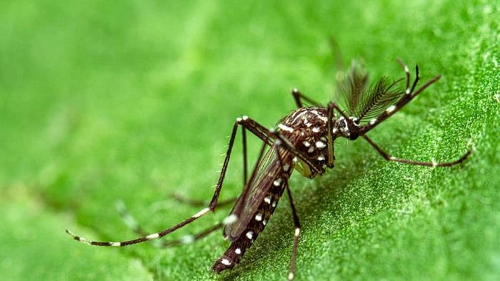 Making mosquitoes’ love songs fall on deaf ears