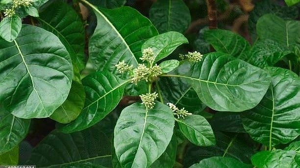 "Cinchona" - an ancient, wondrous, less known drug in the treatment of ...