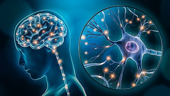 Understanding long-term changes in the synapses between the ...