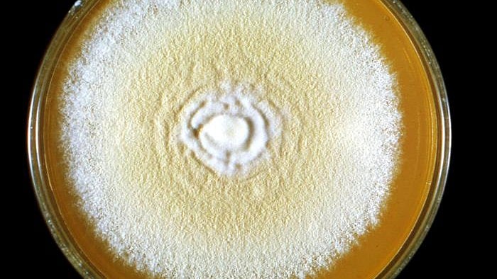 Candida Auris: The Deadly Fungus on the Rise