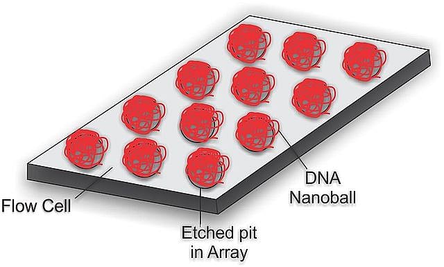 Electronic Detection Of DNA Nanoballs Enables Simple Pathogen Detection