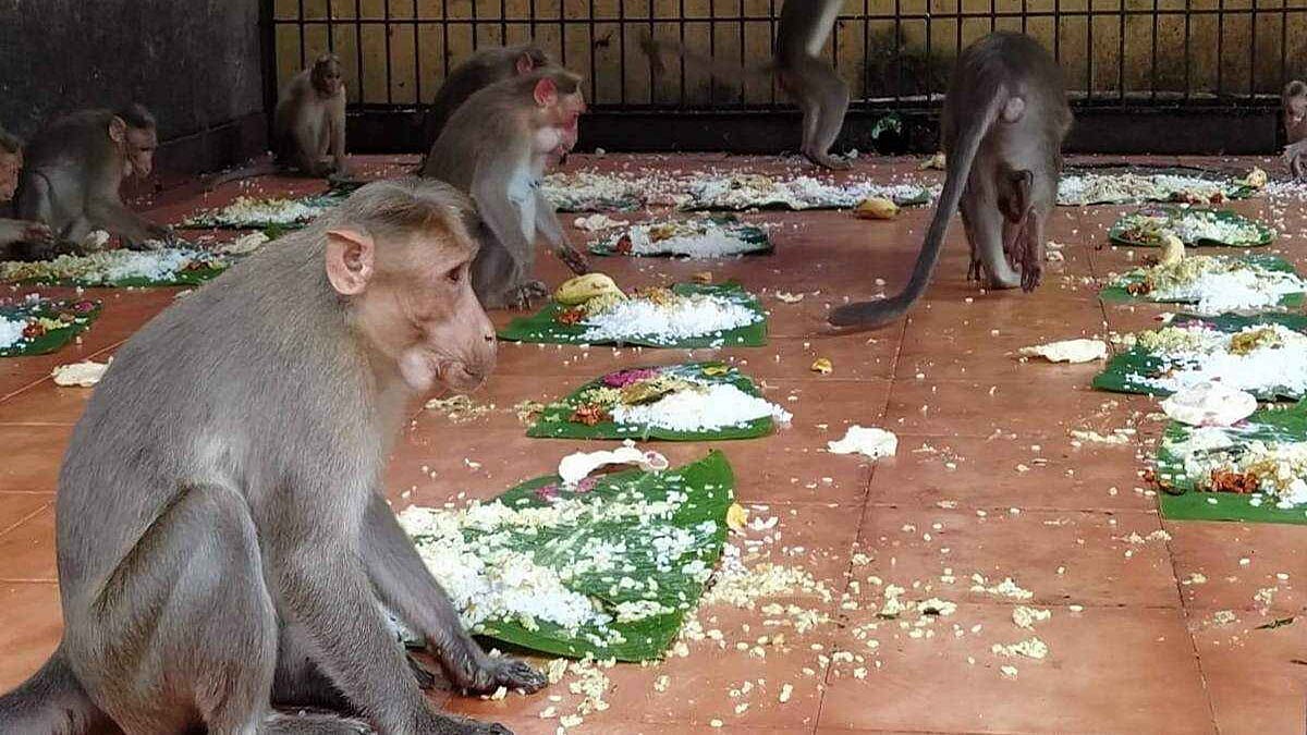 When a Kerala temple serves Onam feast to monkeys