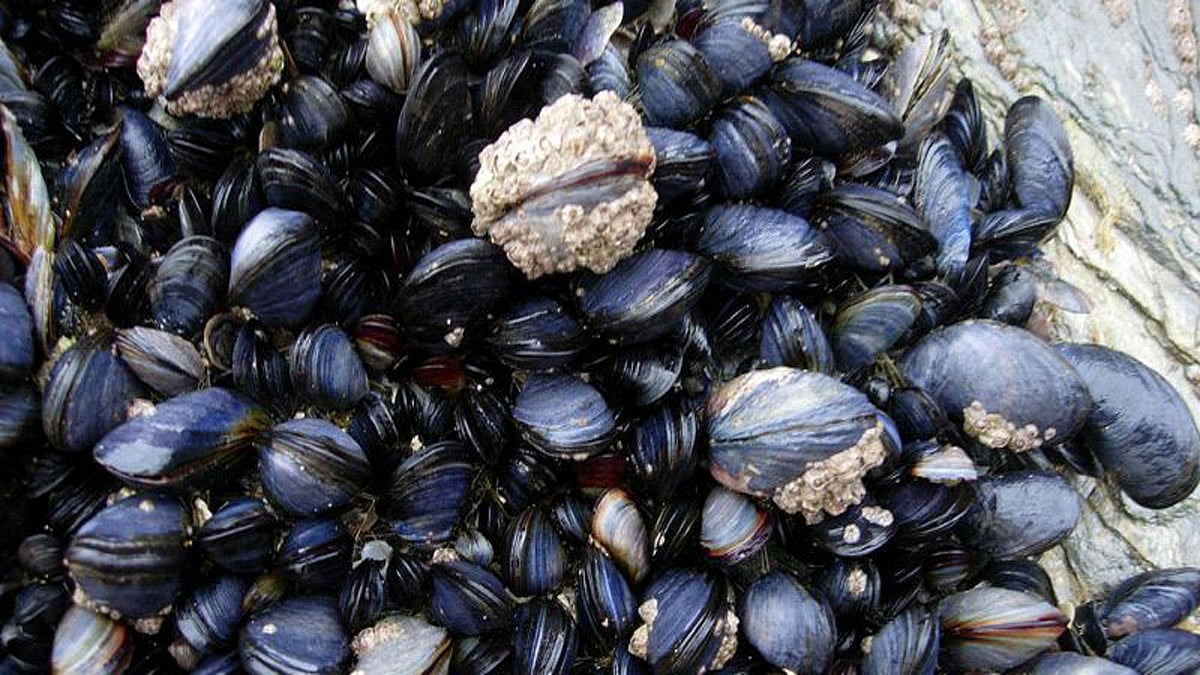 Invasive mussel species from Central and South America wiping out ...