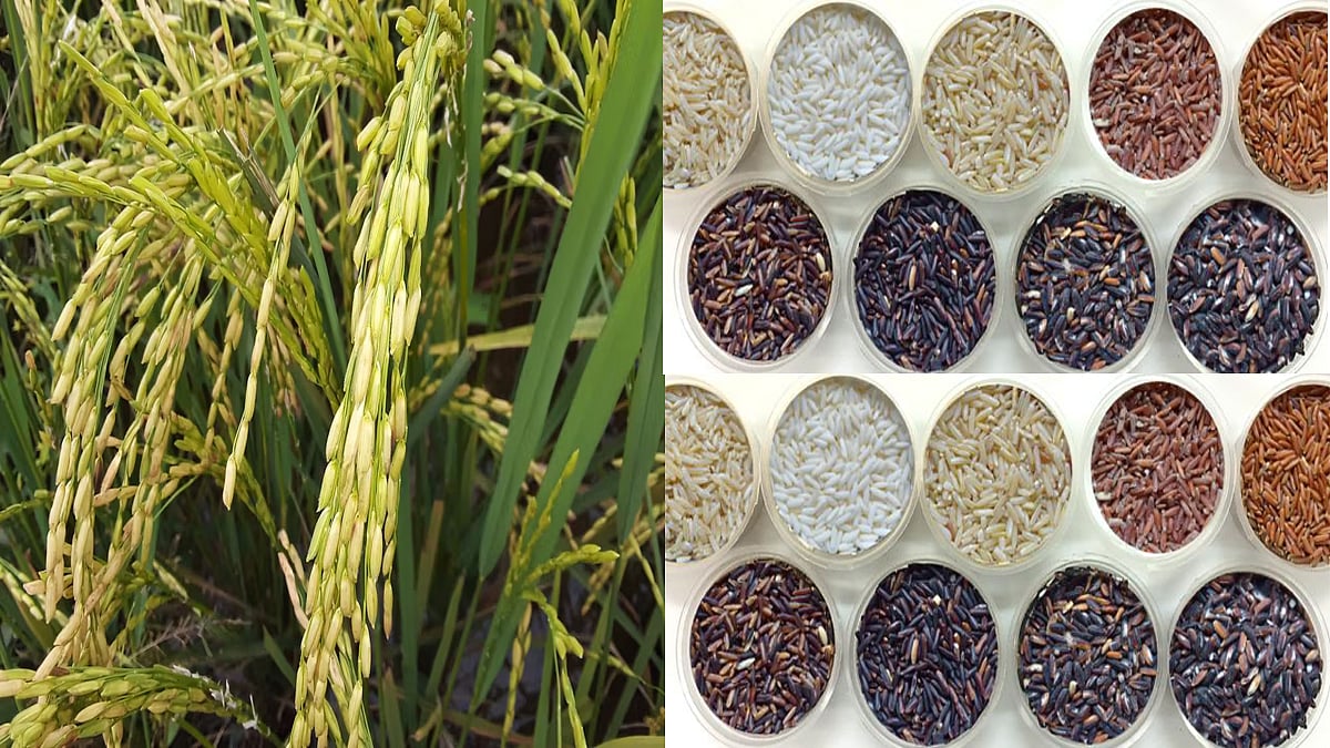 Brown, red, black, riceberry – what are these white rice alternatives ...
