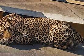 Leopard finally captured in Bengaluru after three days of intense search