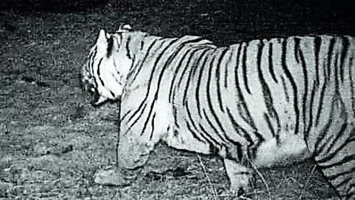 Royal Bengal Tiger spotted in Sikkim at an altitude of 3,640 metre