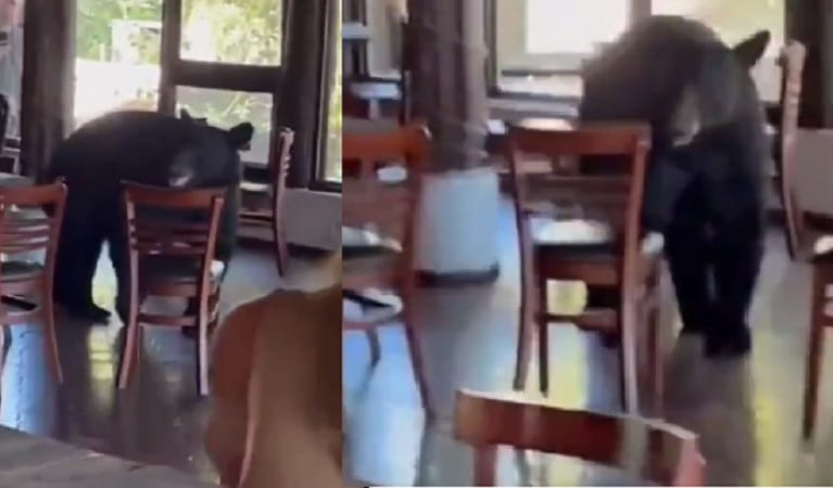 Oso sorprende a comensales al irrumpir en restaurante de Monterrey