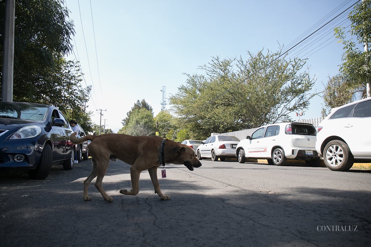 El perrito Chencho es reconocido como vigilante oficial de la SEE