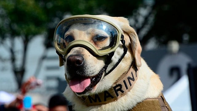 Muere Frida, la perrita rescatista que ayudó en los sismos de 2017