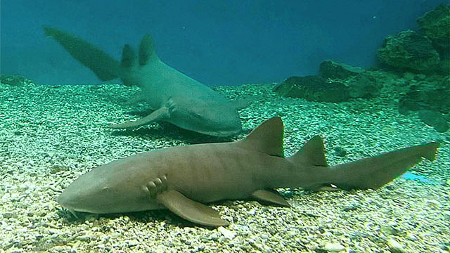 Llegan tiburones gata al ZooMorelia