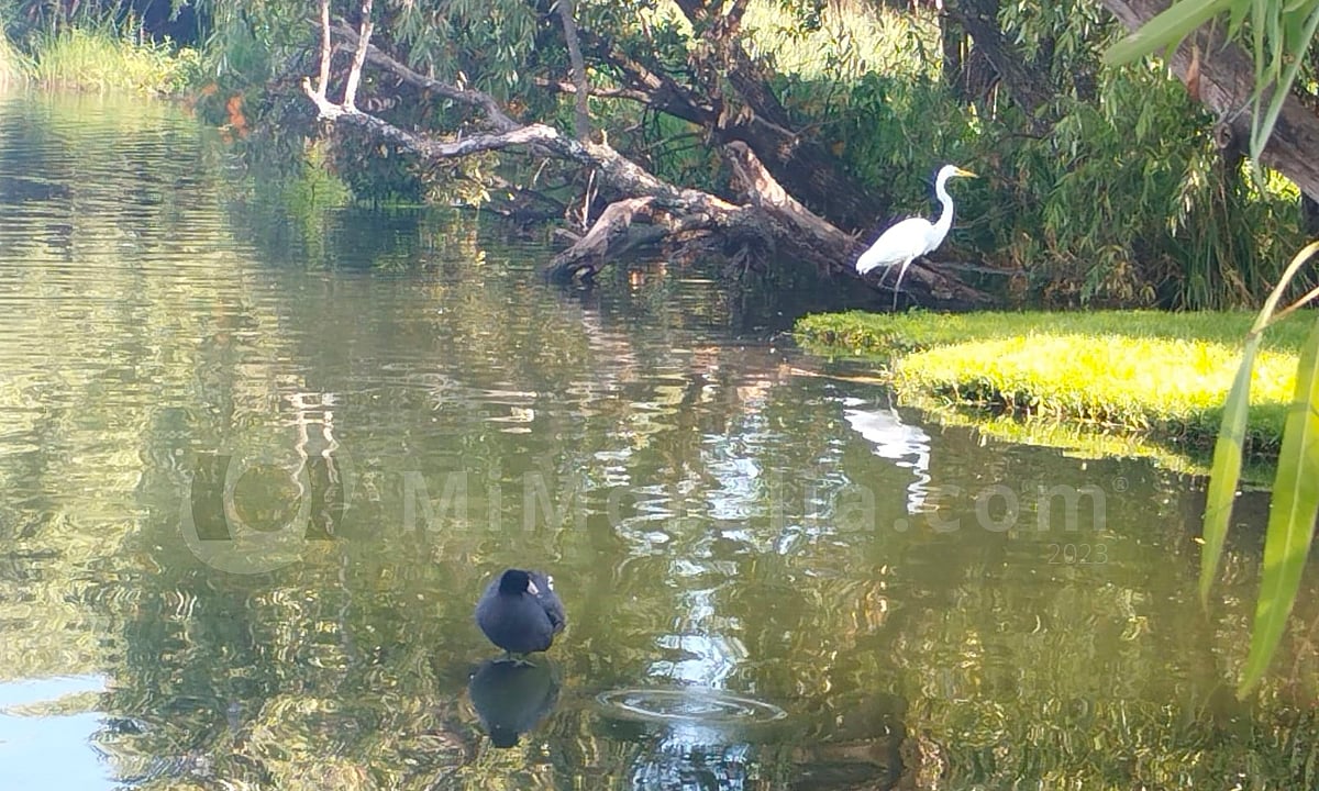 Laguna de Zacapu, un manantial para apreciar, disfrutar y cuidar