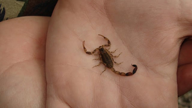 ¿Qué hacer ante una picadura de alacrán?