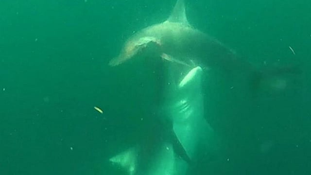 Video: Captan la pelea de dos tiburones en el Golfo de México