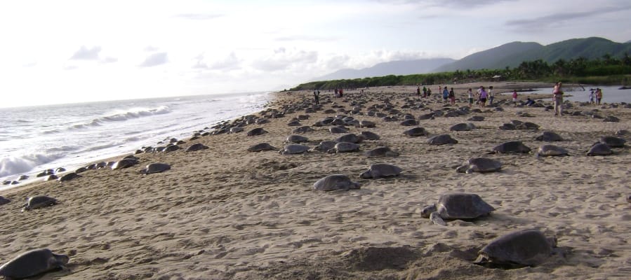 Implementa Profepa operativo para la protección de la tortuga marina en ...