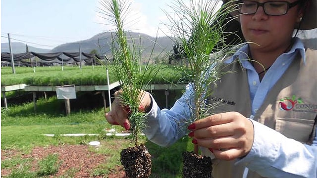 El vivero “Lázaro Cárdenas” será el primero en preservar la flora y ...