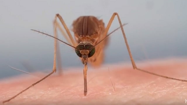 Video: Así es como te pica en realidad un mosquito