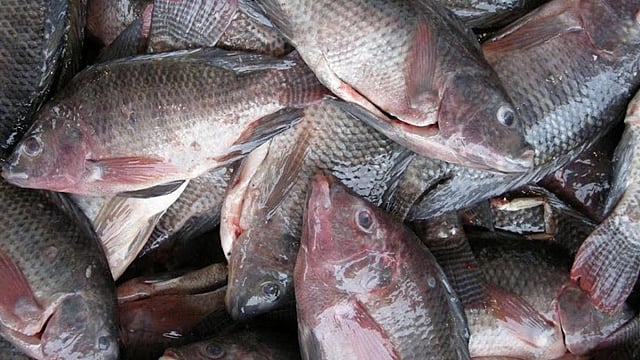 Venta de mojarra incrementa 35% durante Semana Santa en Michoacán