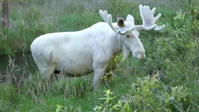 Graban raro y espectacular alce blanco en Suecia
