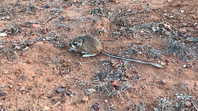 Redescubren en México rata canguro 32 años después de declararla extinta