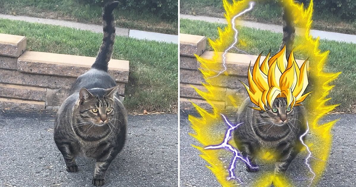 Conoce al imponente gato “fisicoculturista” que se hizo viral en Internet