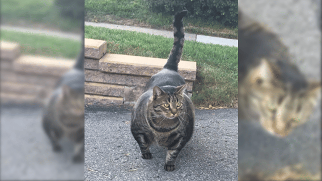 Conoce al imponente gato “fisicoculturista” que se hizo viral en Internet