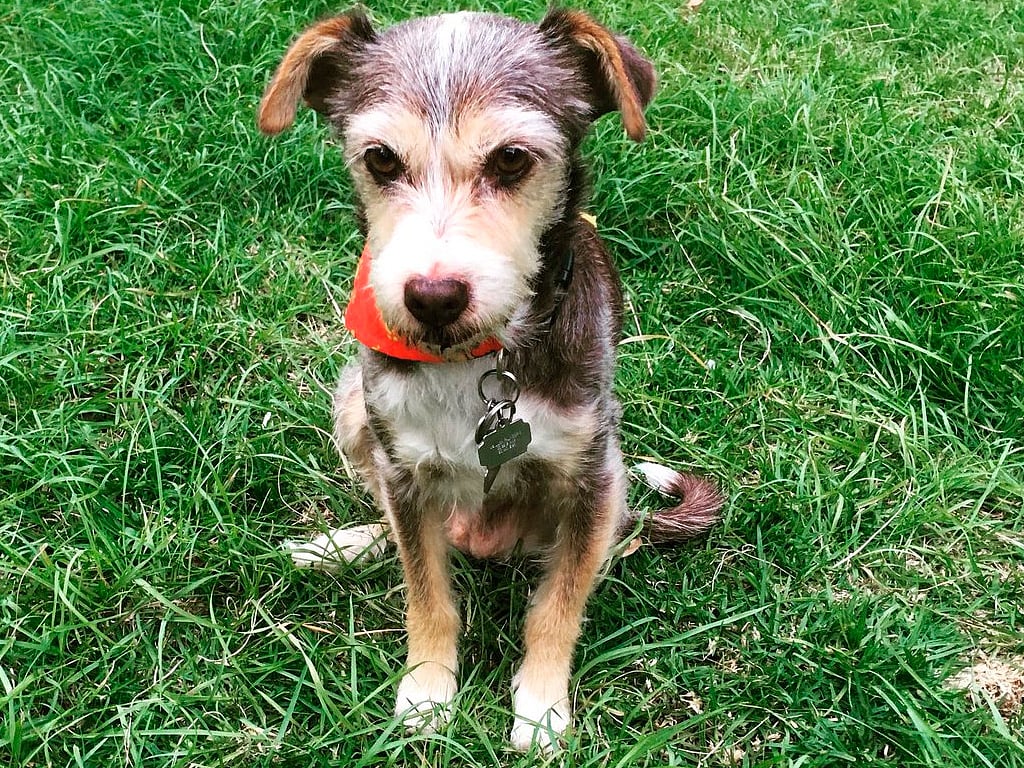 Dueños celebran el Día Mundial del Perro Adoptado