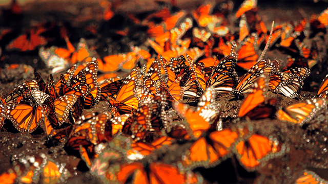 En estas vacaciones visitar a la mariposa monarca en Michoacán, la opción