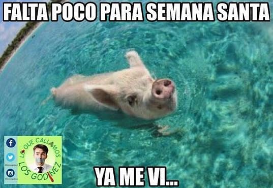 ¿Vas a ir a las albercas? Mira aquí los mejores memes de la temporada