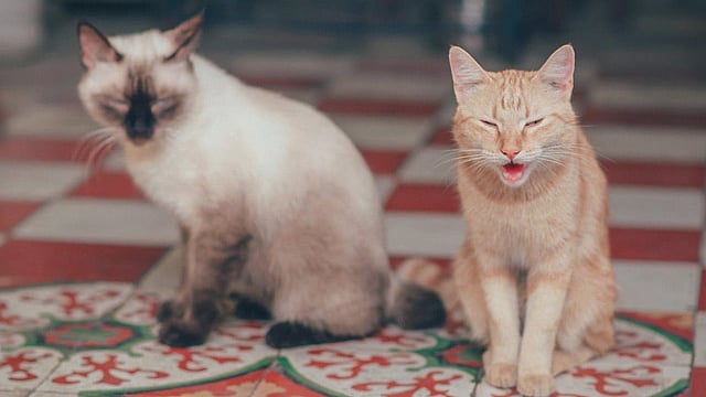 Pruebas científicas demuestran que tu gato ¡sí te está ignorando!