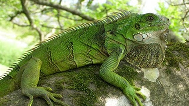 Michoacán, quinto estado con más biodiversidad en México