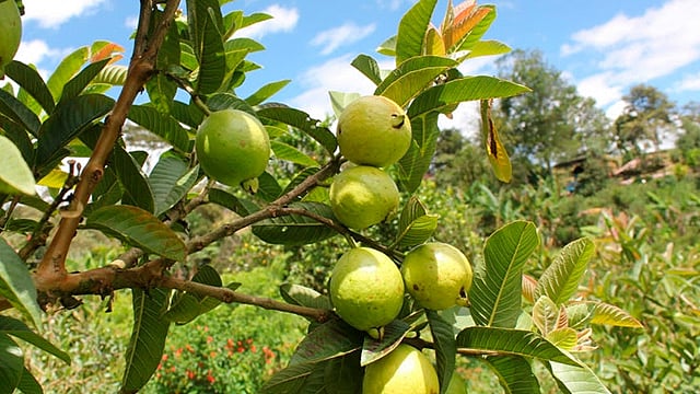 La guayaba michoacana creció un 18 por ciento en producción