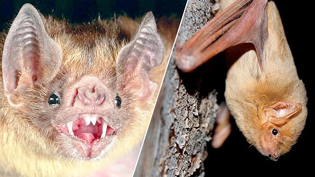 Michoacán preserva al murciélago amarillo de Infiernillo