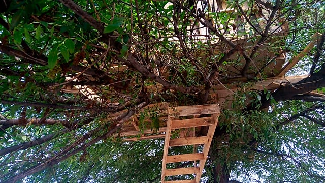 Construyen una casa en un árbol en inmediaciones del obelisco, en Morelia