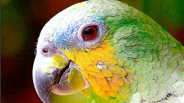 Michoacán, quinto estado con más especies de aves de México